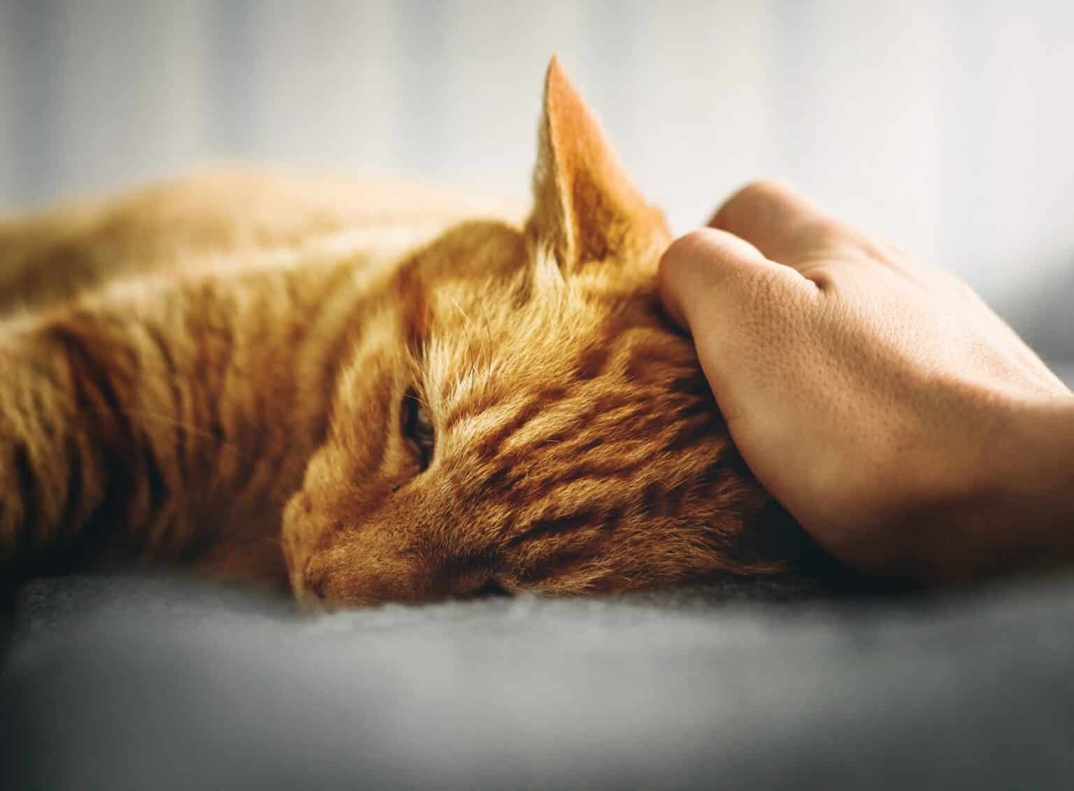 What Happens During the Pet Euthanasia Process in Australia: A Step-by ...